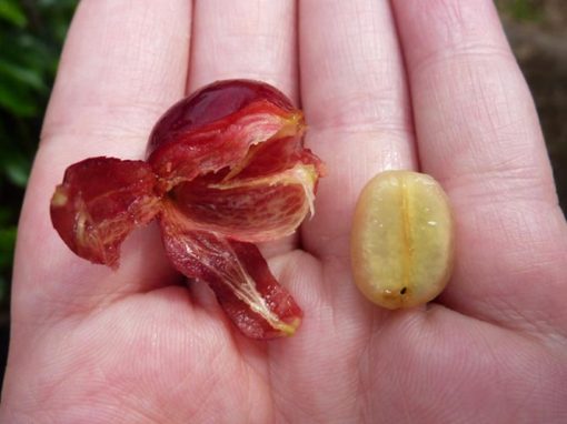 Coffee anatomy. What are the names of the parts of coffee?