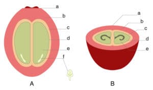 Coffee anatomy. What are the names of the parts of coffee?